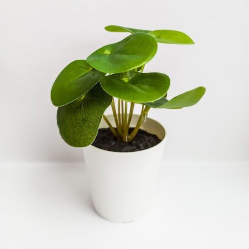 Can I Use Multi-Purpose Compost For Indoor & House Plants