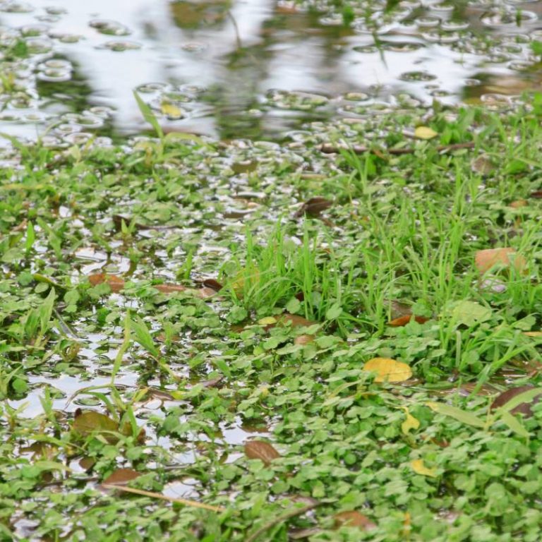 8 Easy Ways To Improve Garden Drainage - How-to Guide