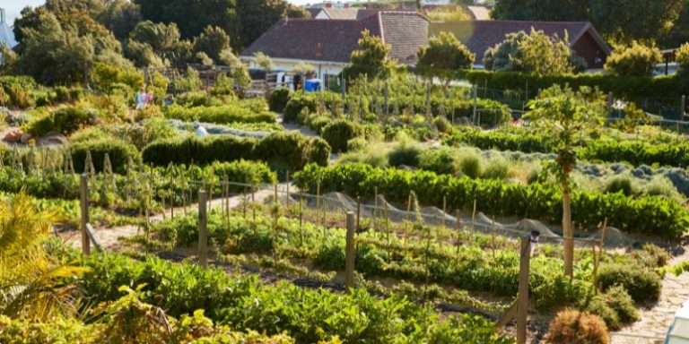 How To Plan An Allotment Design & Layout - Free Template