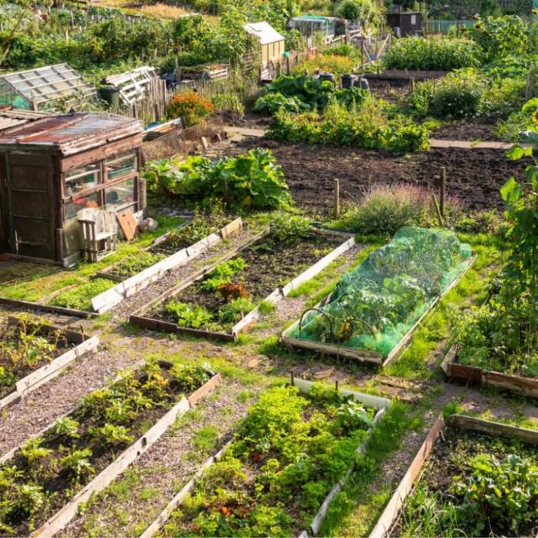 How To Plan An Allotment Design & Layout - Free Template