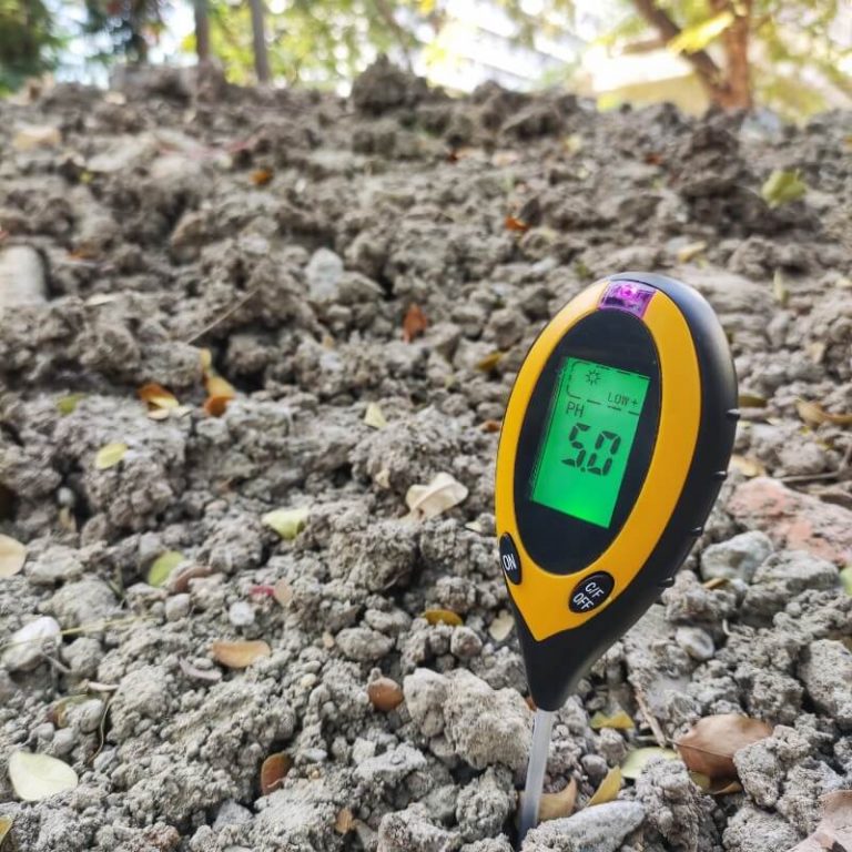 11 Best Plants For Acidic Soil - Ultimate Gardening Guide