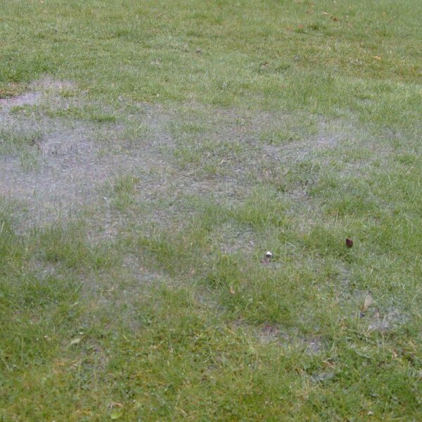 6 Tips To Improve Drainage Of Clay Soil - Gardening Guide