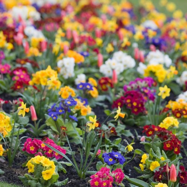12 Best Summer Bedding Plants - Gardening Guide